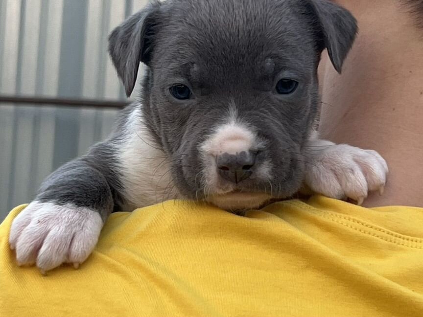 Голубые щенки стаффы