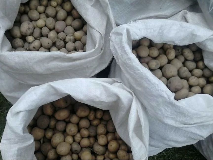 Картофель мелкий