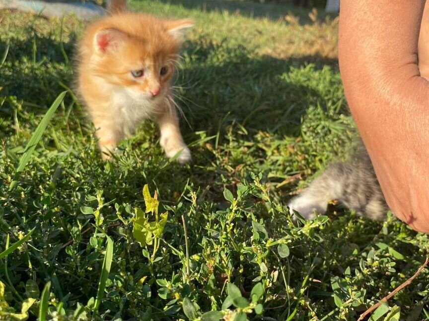 Котята в добрые руки