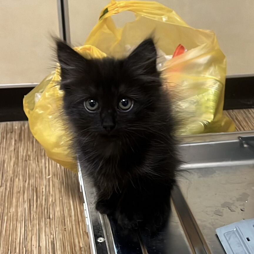 Котята в добрые руки даром бесплатно