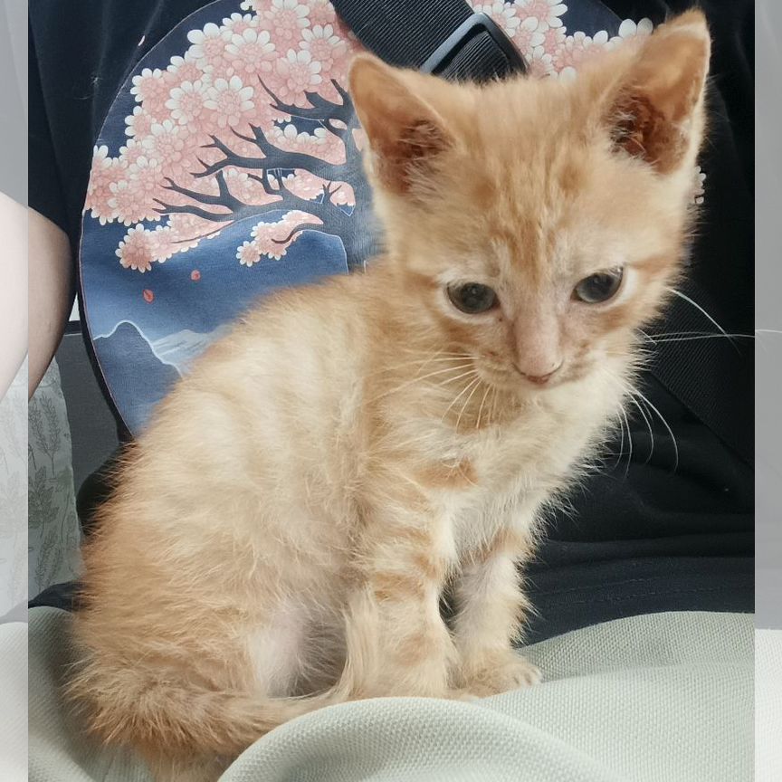 Котёнок в добрые руки