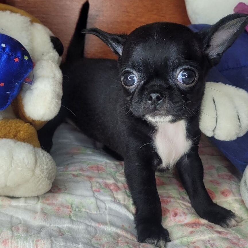 Чихуахуа мальчик мини