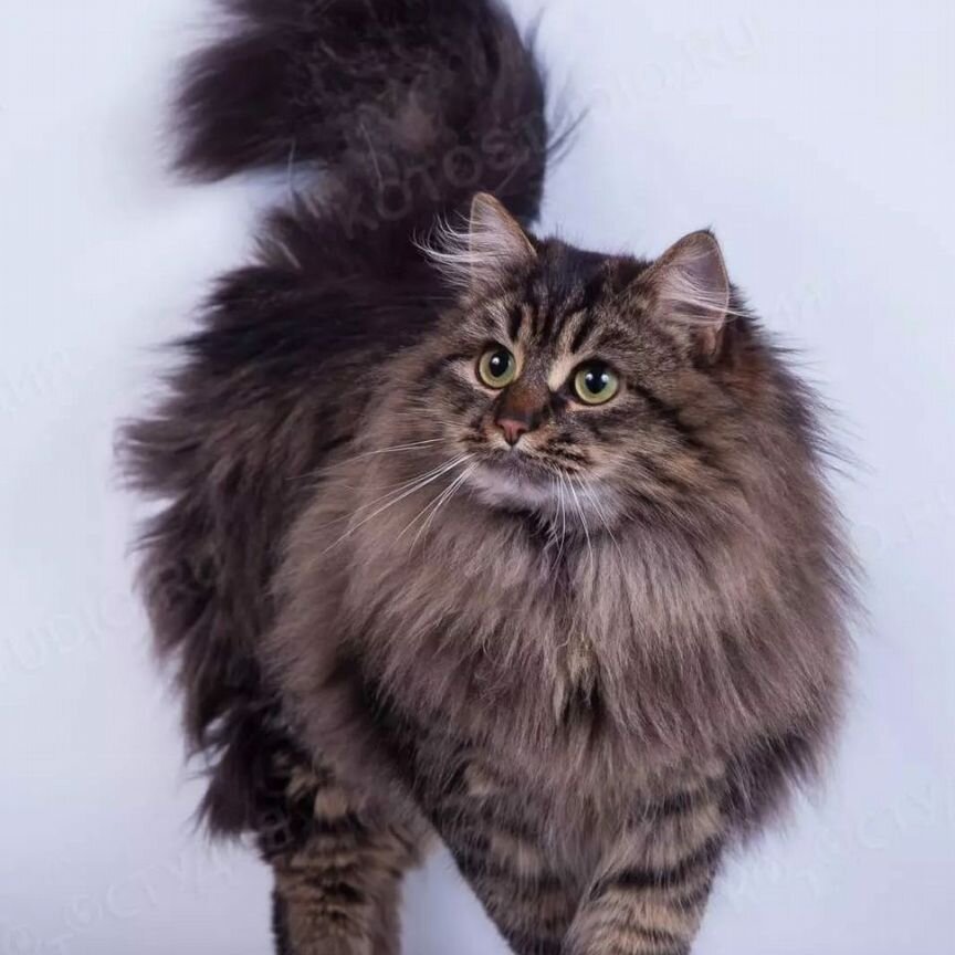 Сибирская кошка мышелов