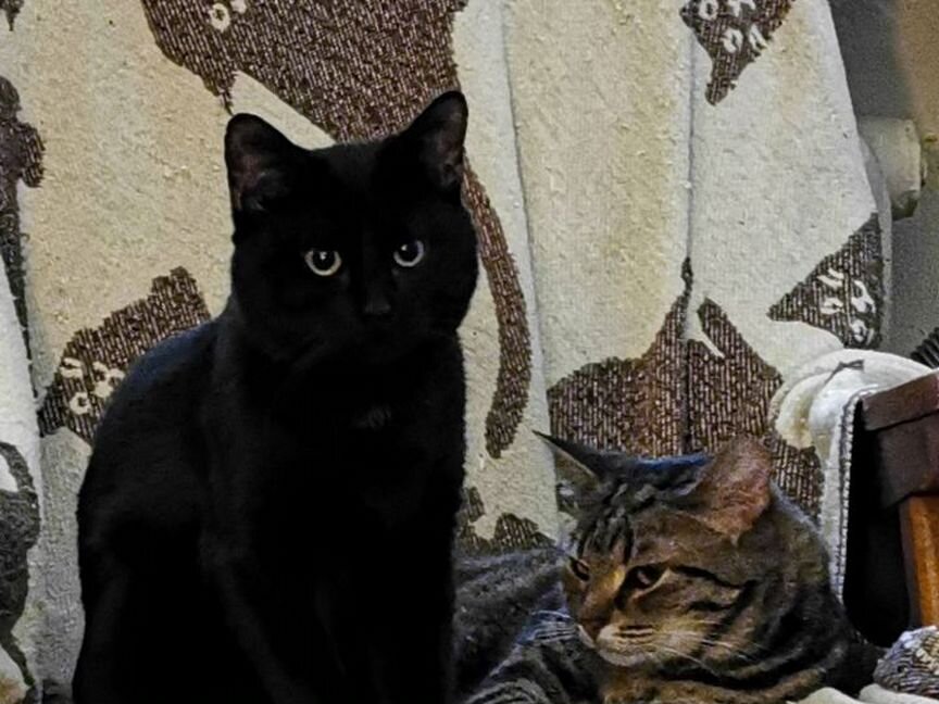 Коты (можно раздельно)