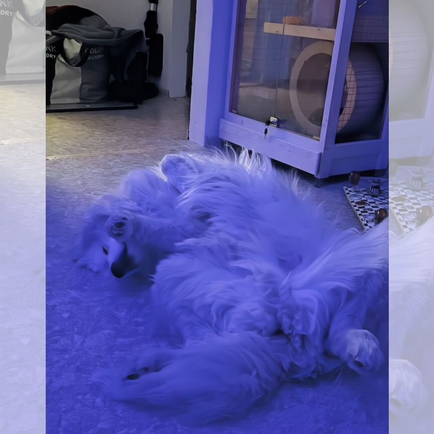 Самоедская собака, щенок