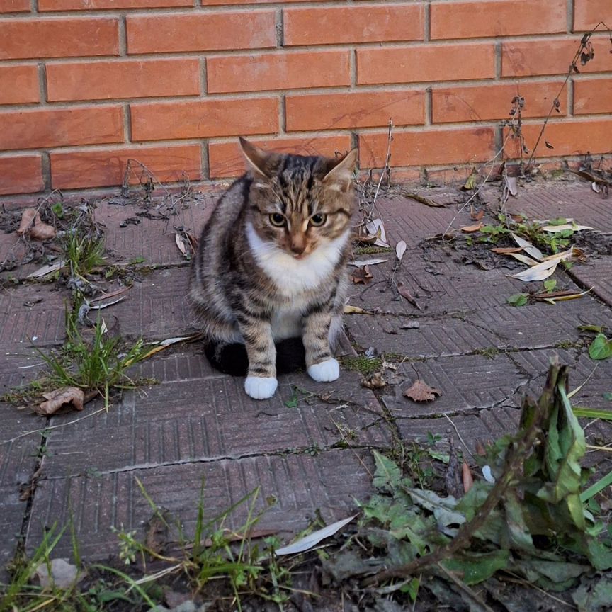Котенок мраморного окраса