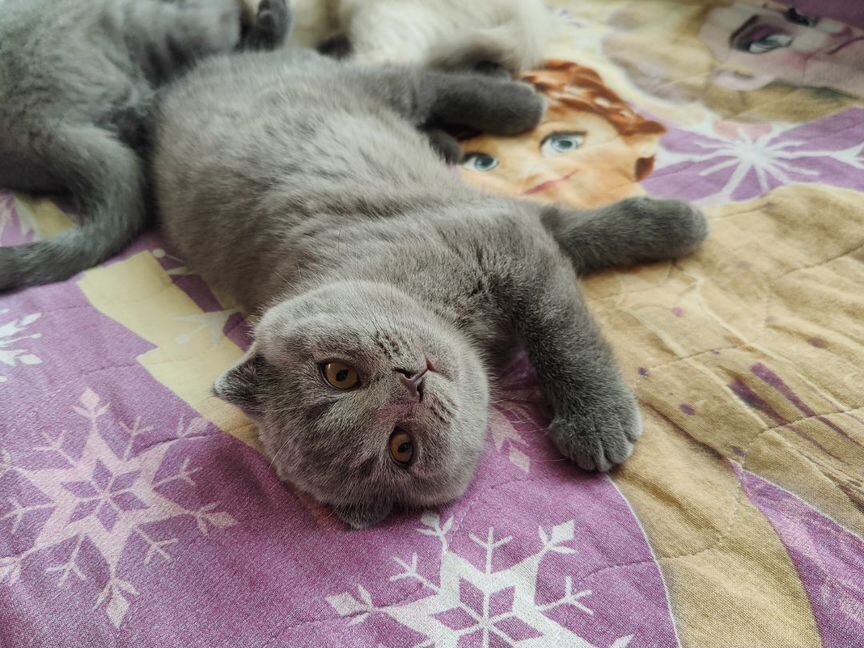Шотландские котята фолд и страйт