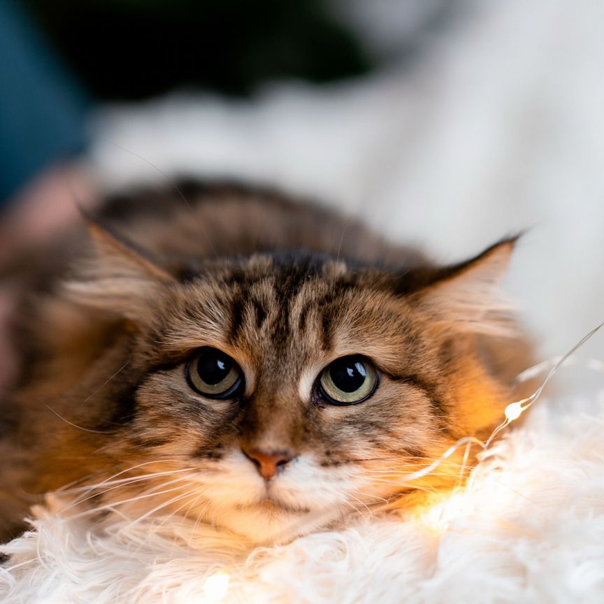 Конфетка, которую можно после 18:00