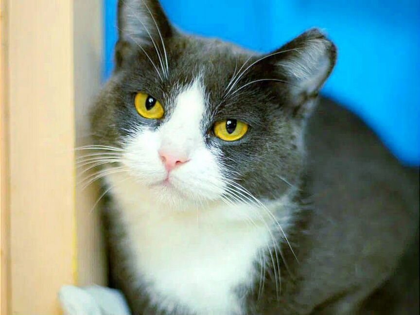 Ласковая кошечка Василиска ищет семью