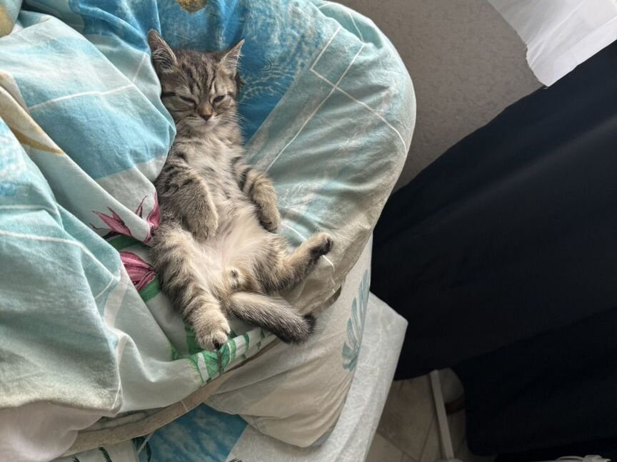 Шотланский котенок