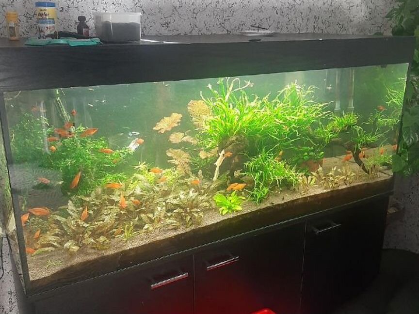 Аквариум с тумбой 540л