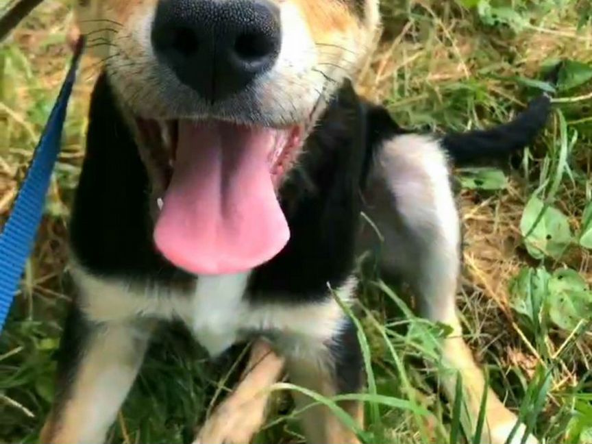 Щенок в добрые руки