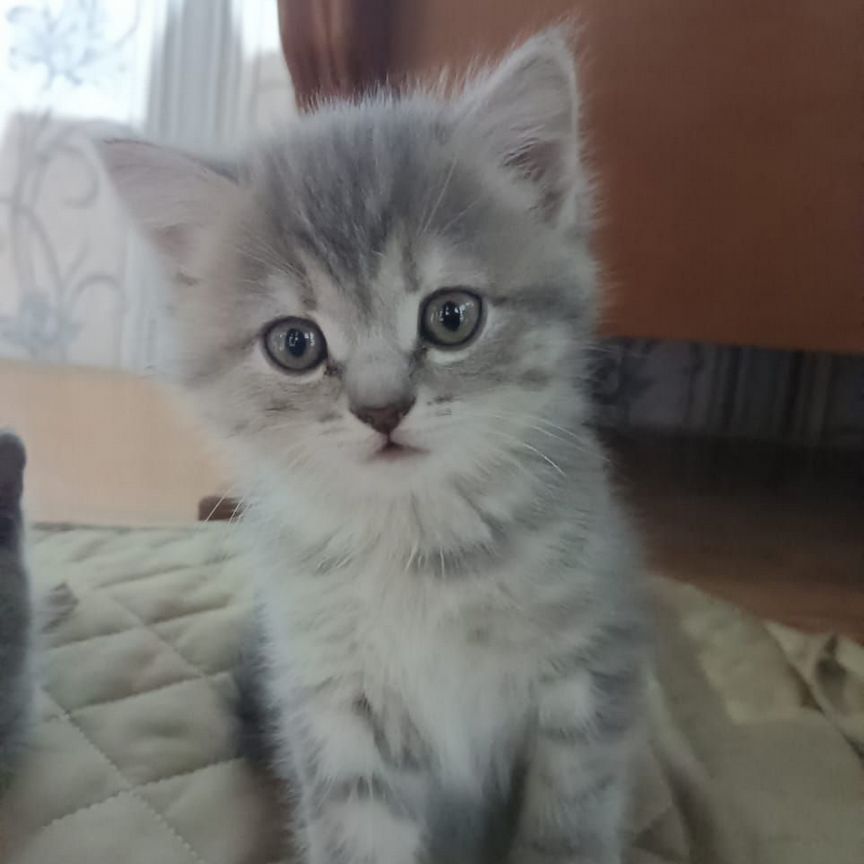 Отдам котят в добрые руки