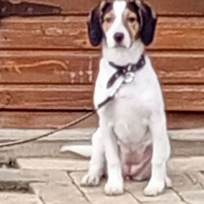 Собака бигель