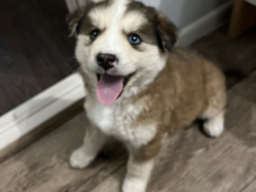 Продам щенка хаски