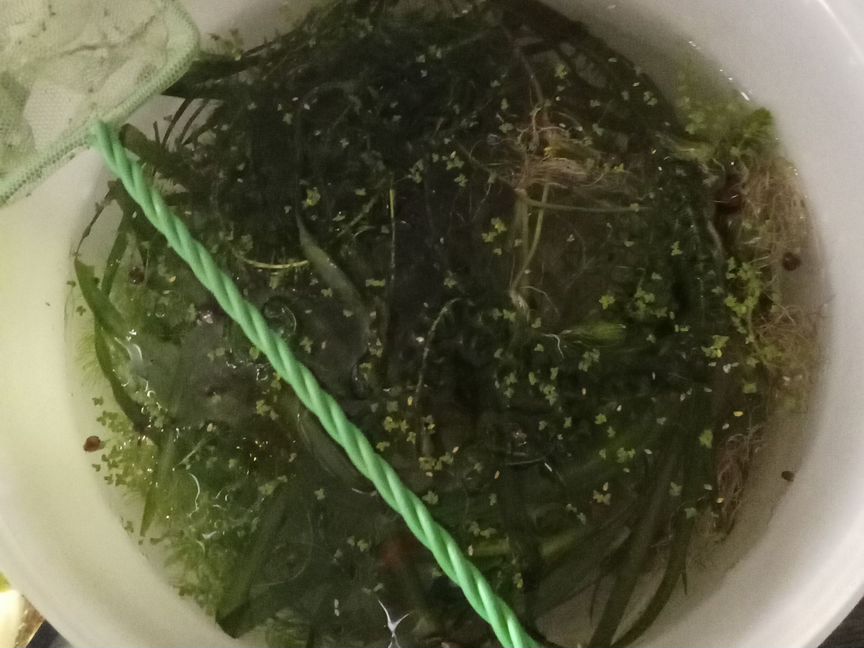 Аквариумные рыбки, водоросли