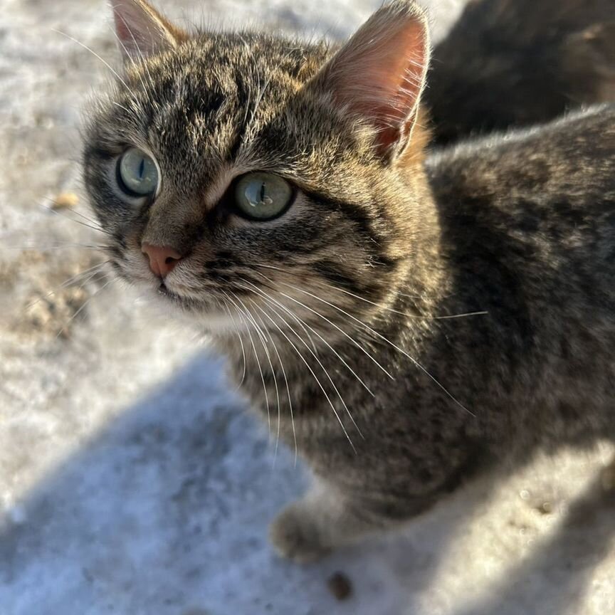 Домашние животные