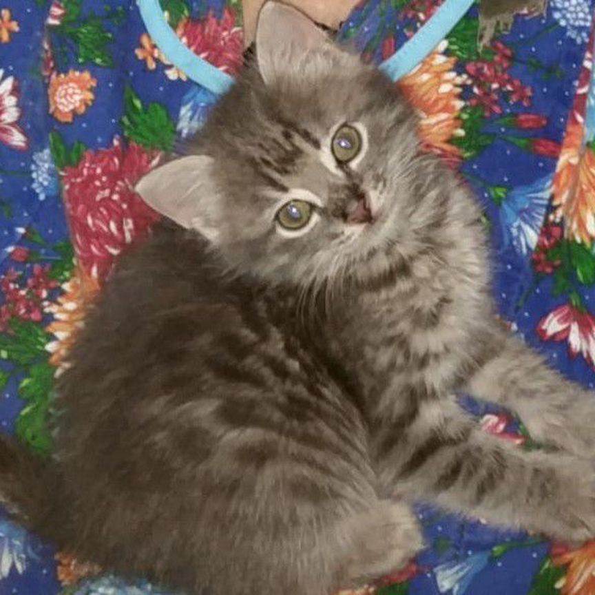 Котик в добрые руки, Нат.Бельг.овч