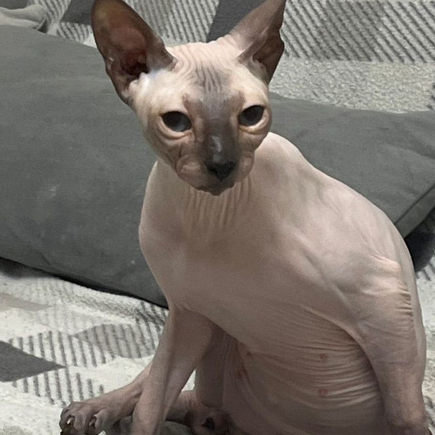 Канадский сфинкс, взрослый кот