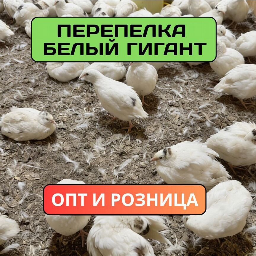 Цыплята перепела