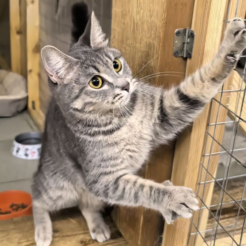 Взрослая, кошка в добрые руки
