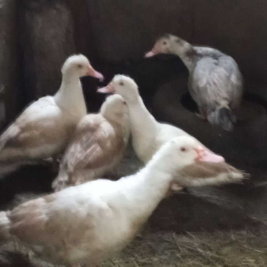 Мускусные утки
