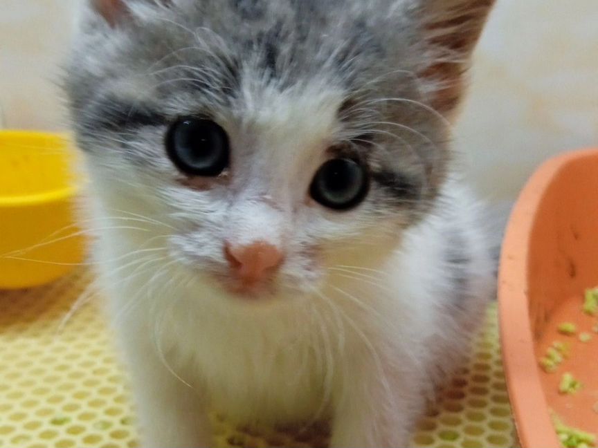 Котенок со смешным окрасом