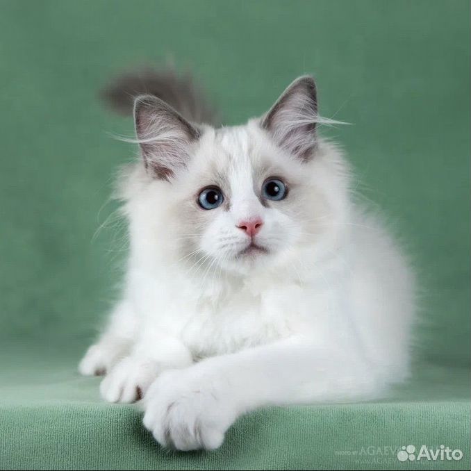 Рэгдолл кошечка Таис