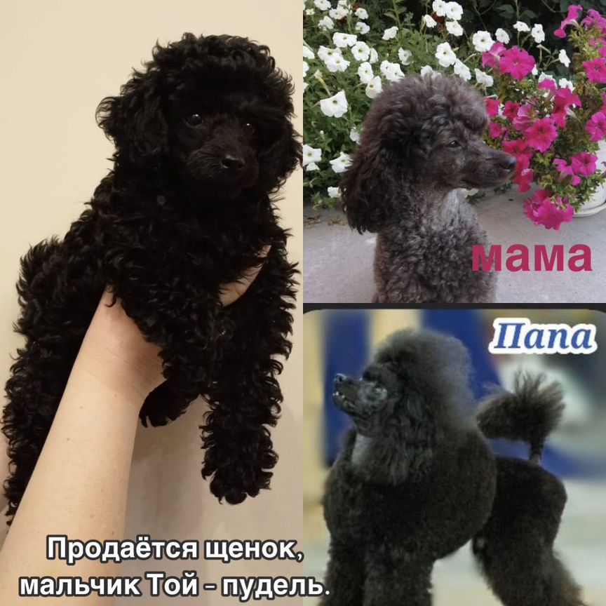 Той-пудель