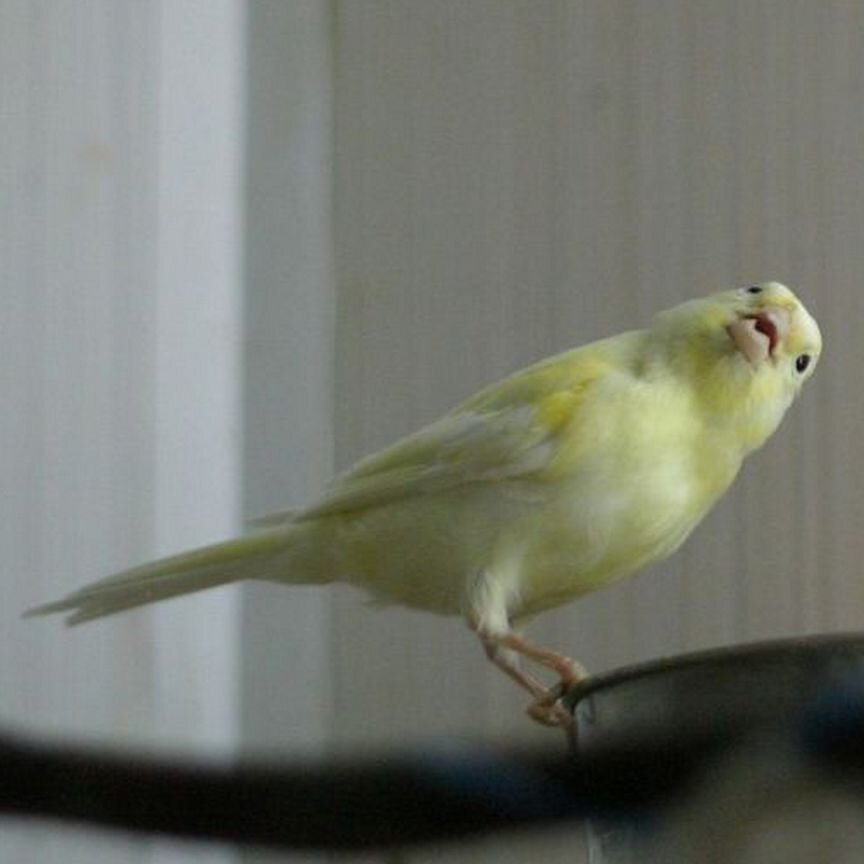 Канарейки