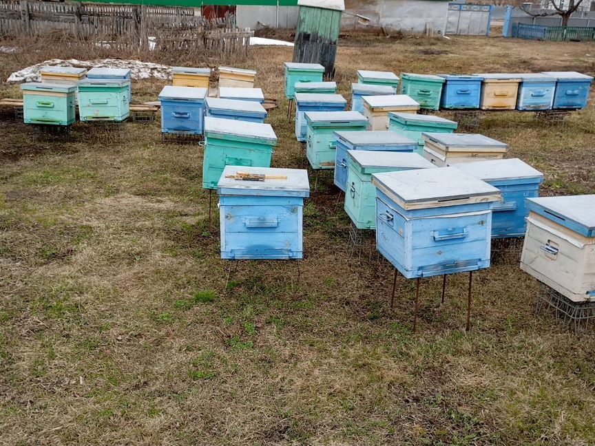 Улей для пчел бу Дадан