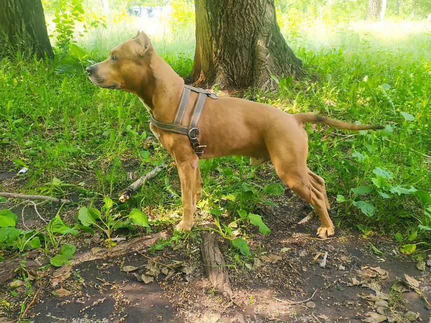 Случка собак