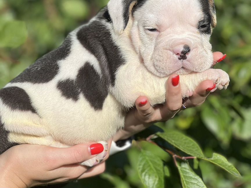 Английский бульдог шикарные щенки