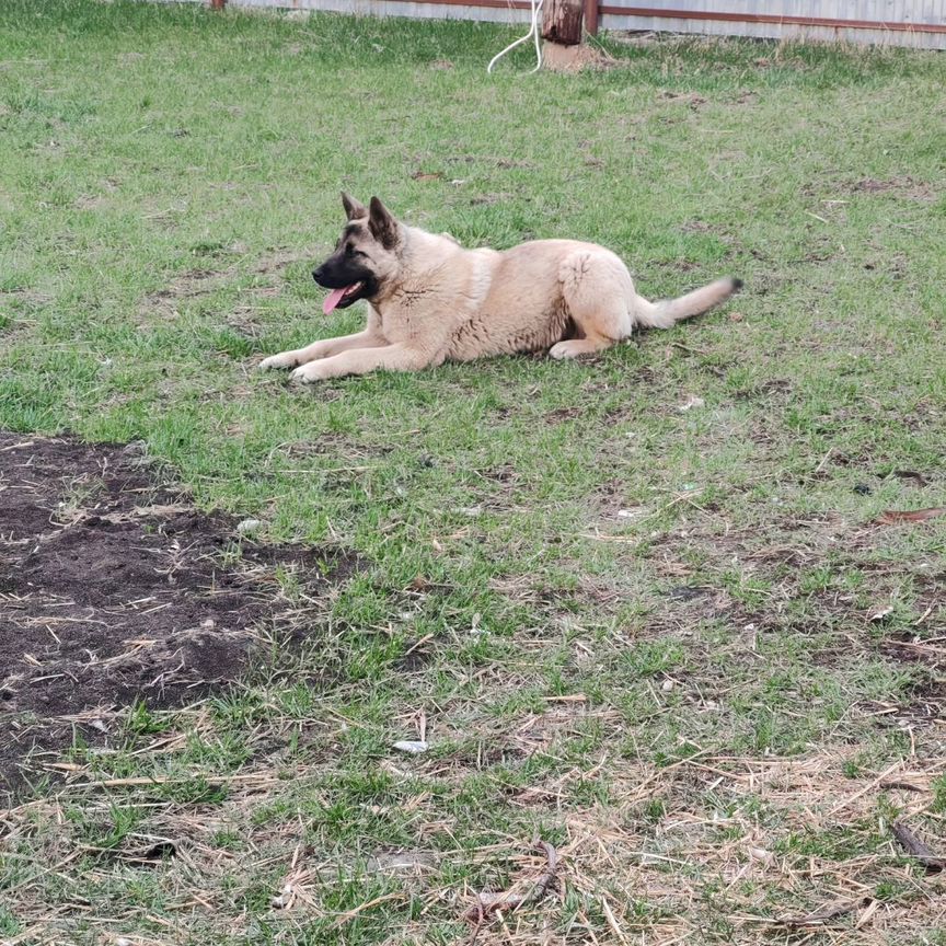 Отдам в добрые руки