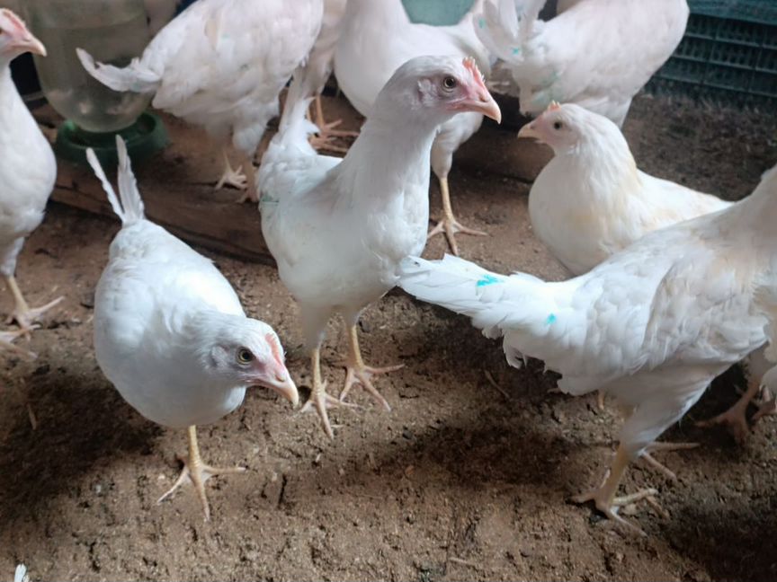 Курочки молодки 3 месяца декалб уайт