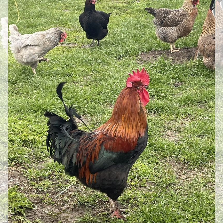 Куры породы Маран