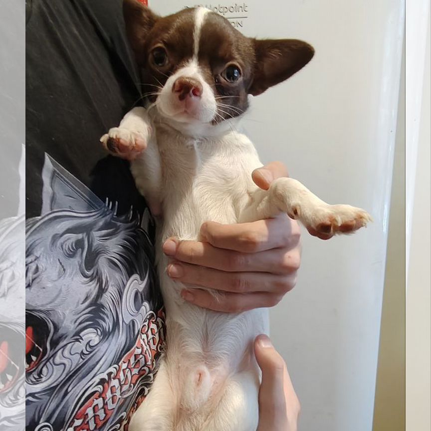 Чихуахуа, щенок