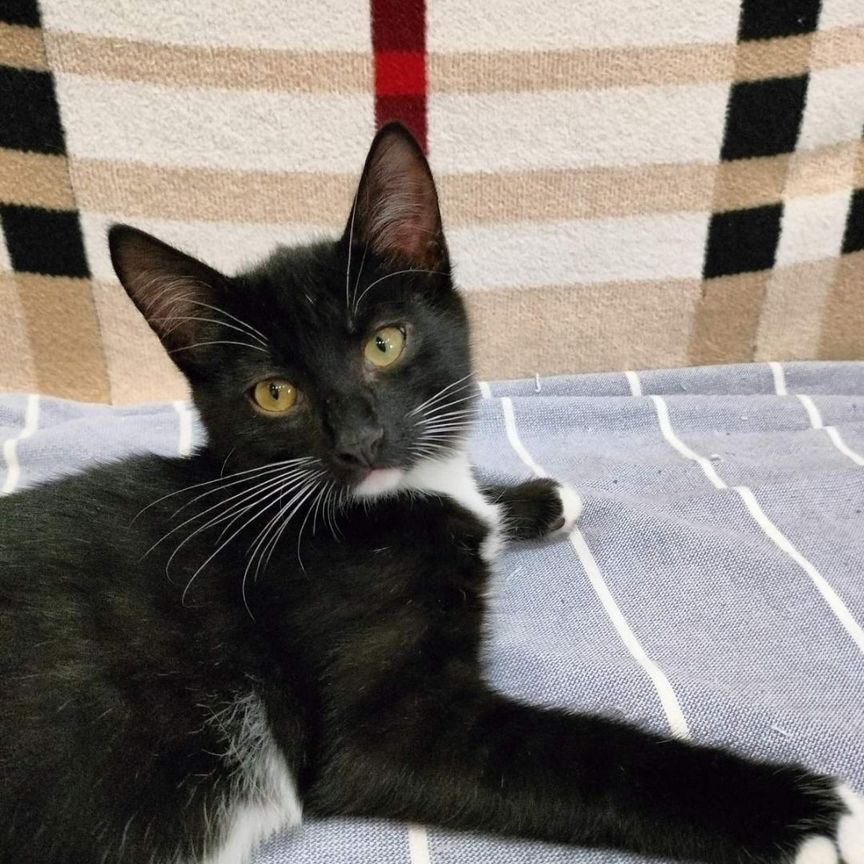 Саймон 3 мес