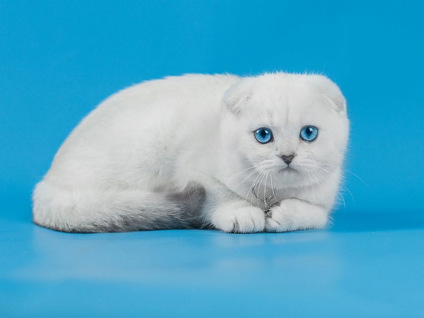 Голубоглазая шиншилла