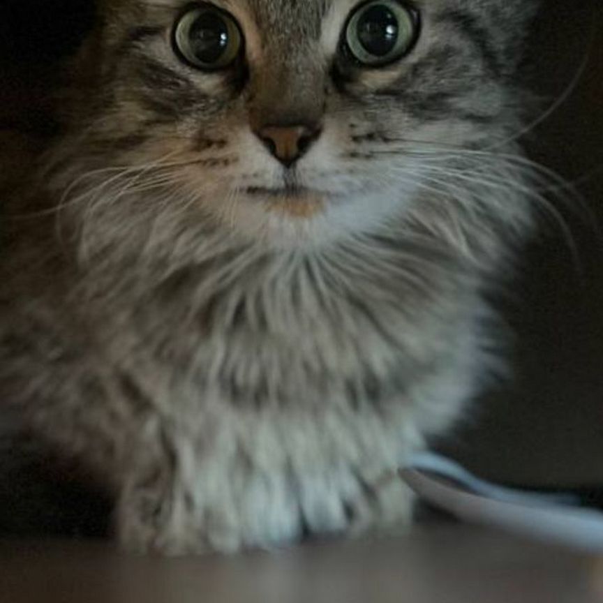 Кошечка Фрося