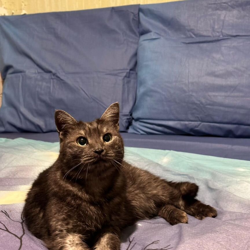 Отдается в добрые руки