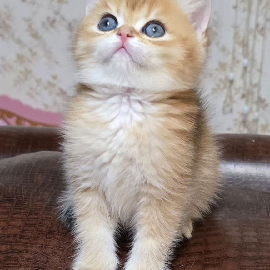 Невероятной красоты котик