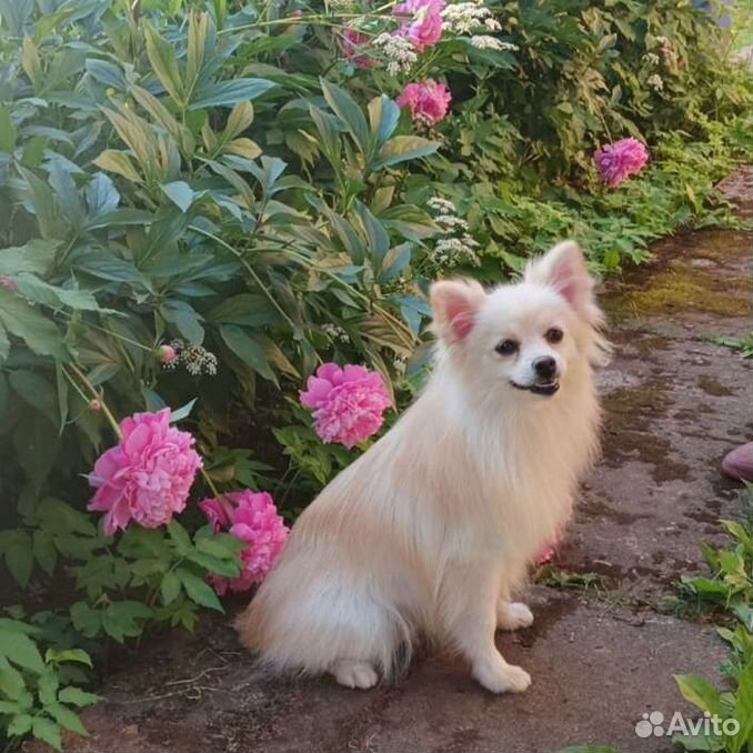 Кремовая девочка подрощенная