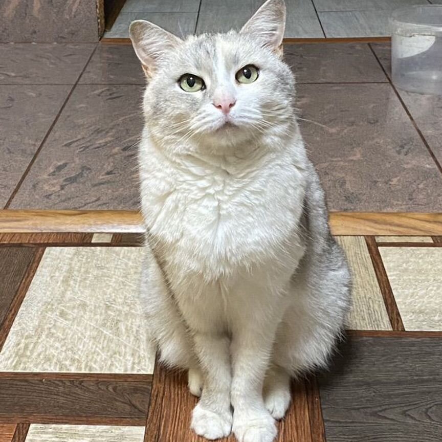 Кошечка -Настенька в добрые руки