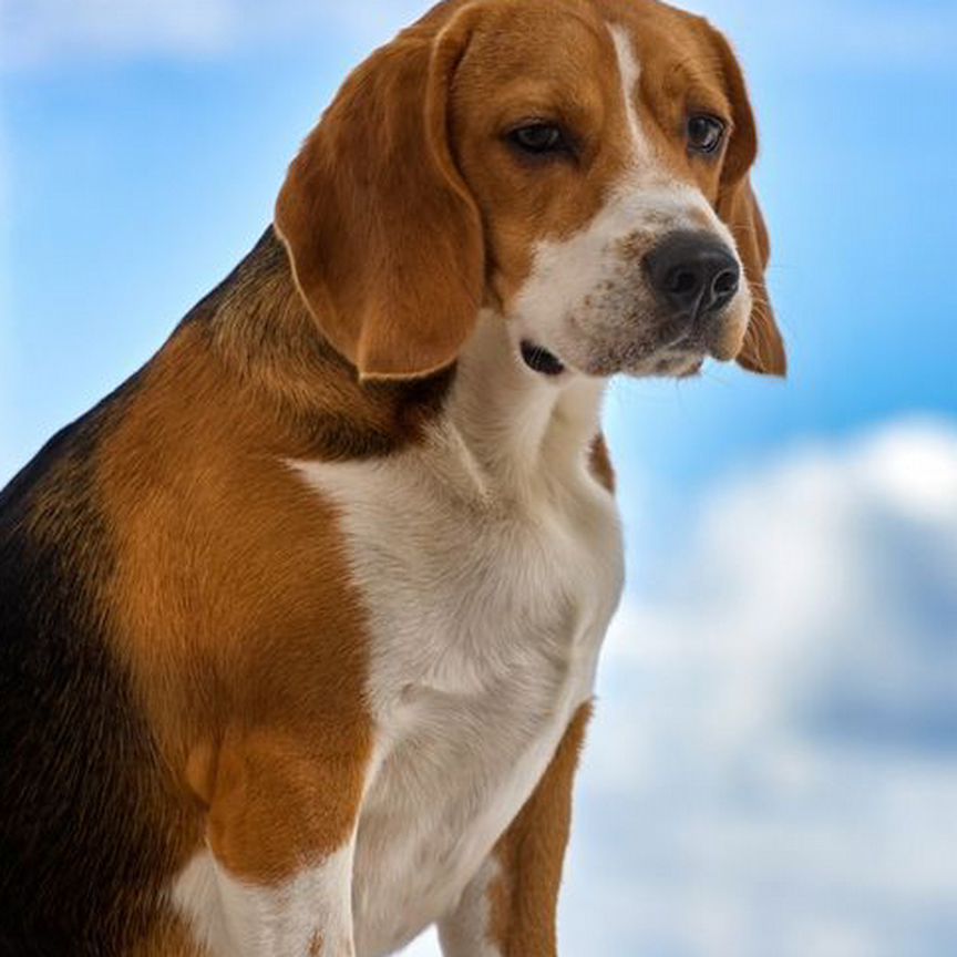 Бигль, щенок