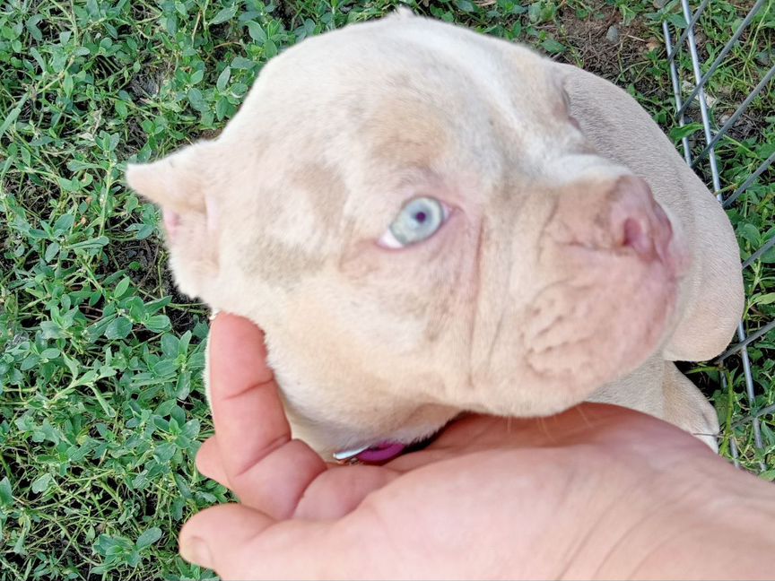 Американский булли