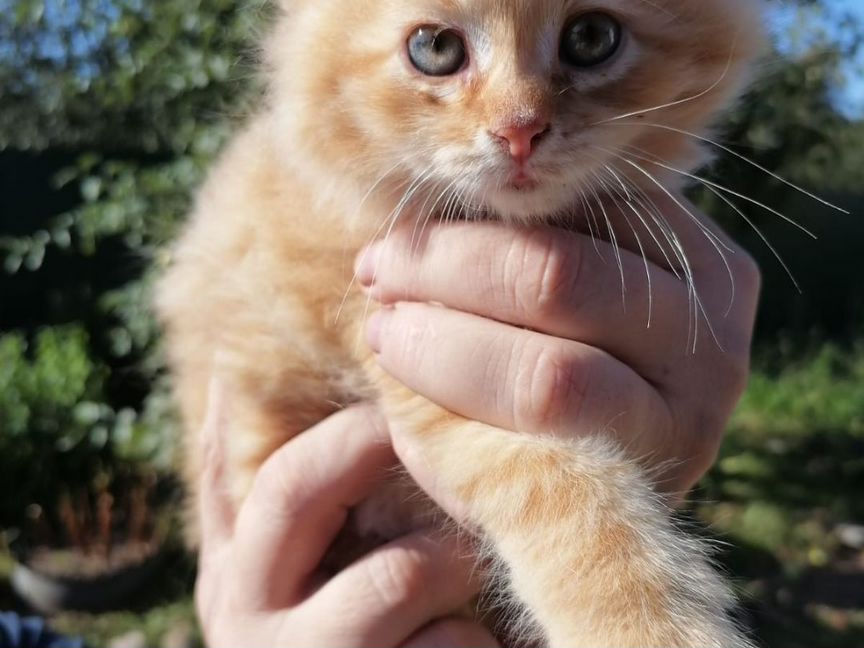 Рыжий котенок в добрые руки бесплатно
