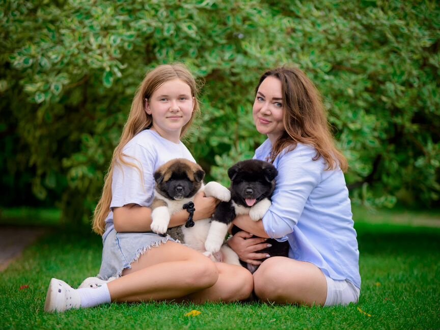 Американская акита