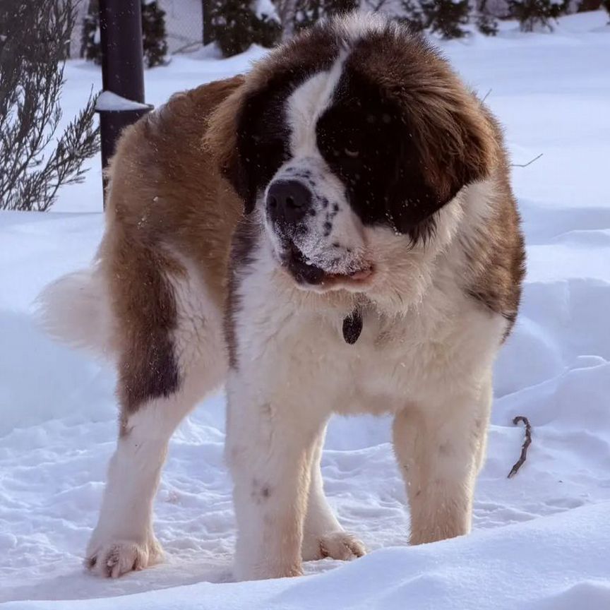 Сенбернар, взрослая собака