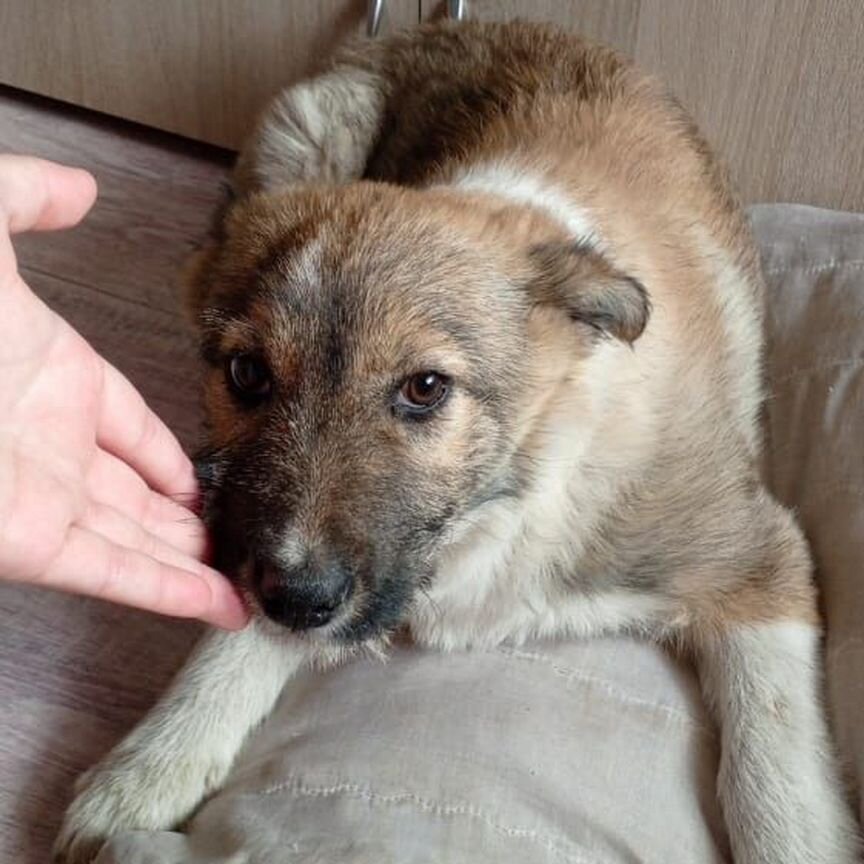 Щенков вывезли в коробке